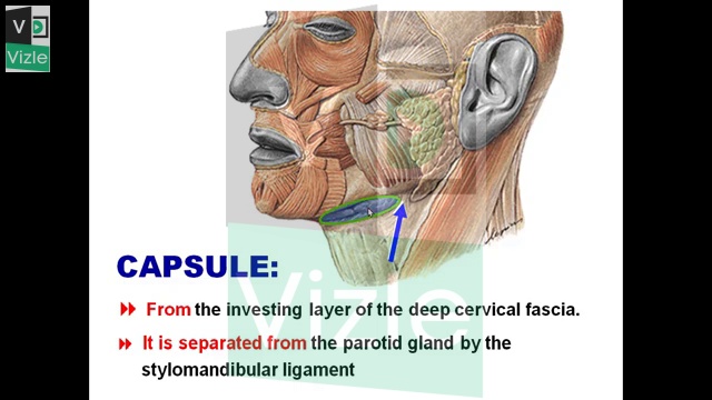 Submandibular Gland Anatomy Ppt